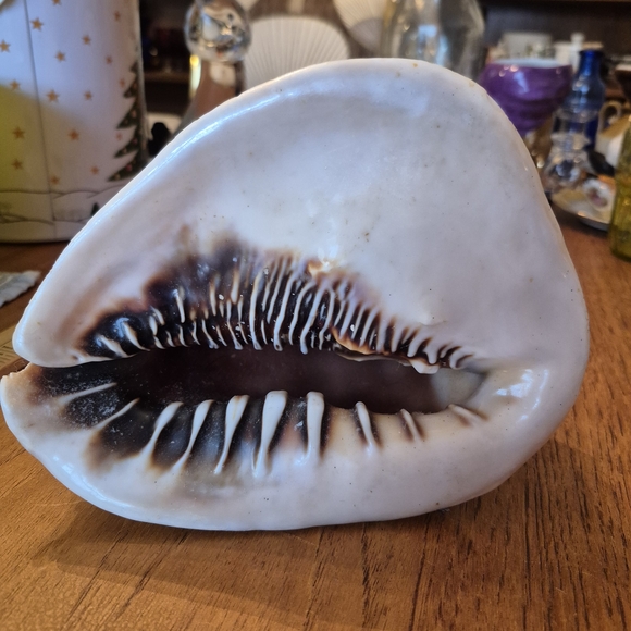 Accents | Large Vintage Queen Helmet Conch Shell Horned Collectible ...